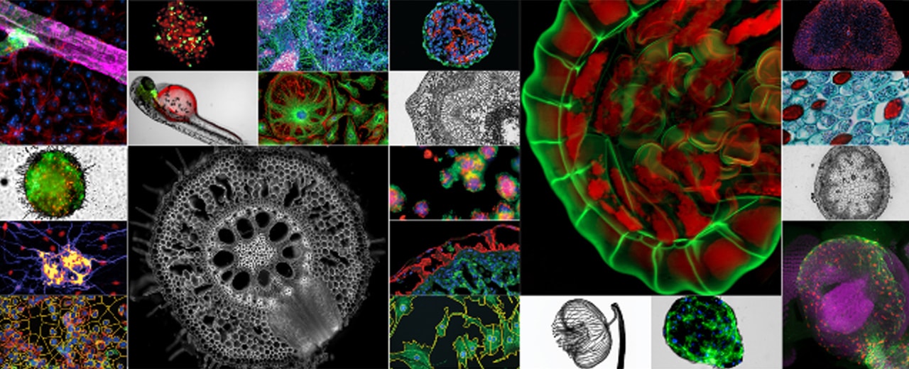 Confocal Fluorescence - TekTalk Newsletter