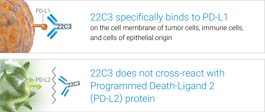 PD-L1 IHC 22C3 pharmDx | Agilent