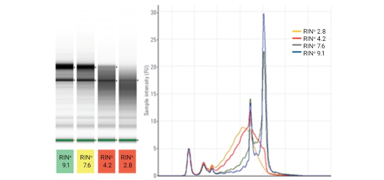 RNA Analysis - Qualified RNA For Quality Results | Agilent