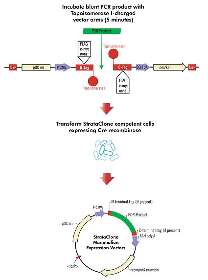 Strataclone Mammalian Expression Vector Systems Details And Specifications Agilent
