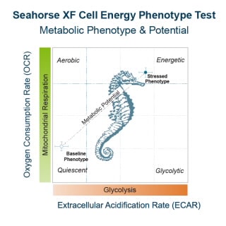 Seahorse XF Cell Energy Phenotype Test Kit | Agilent