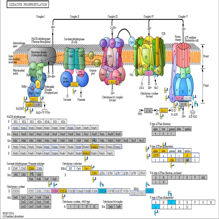 GeneSpring GX, Transcriptomic data analysis | Agilent