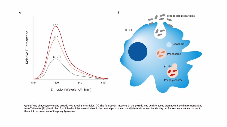 Phagocytosis