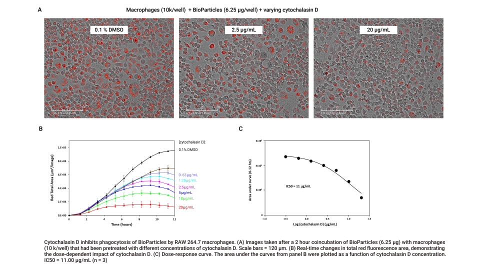 Macrophage Phagocytosis Assay