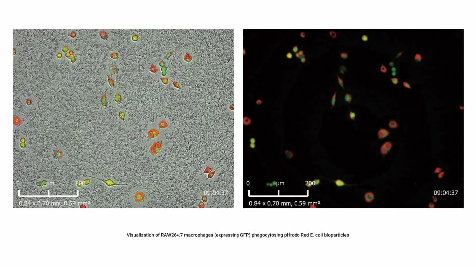 Macrophage Phagocytosis Assay