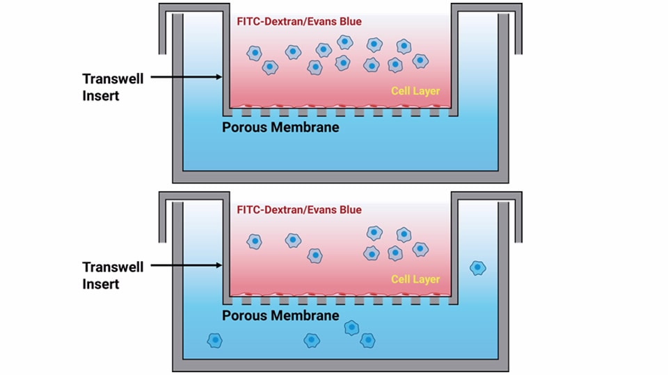 Barrier Cell Membranes