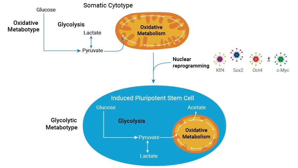 Road Map Of Cellular Respiration
