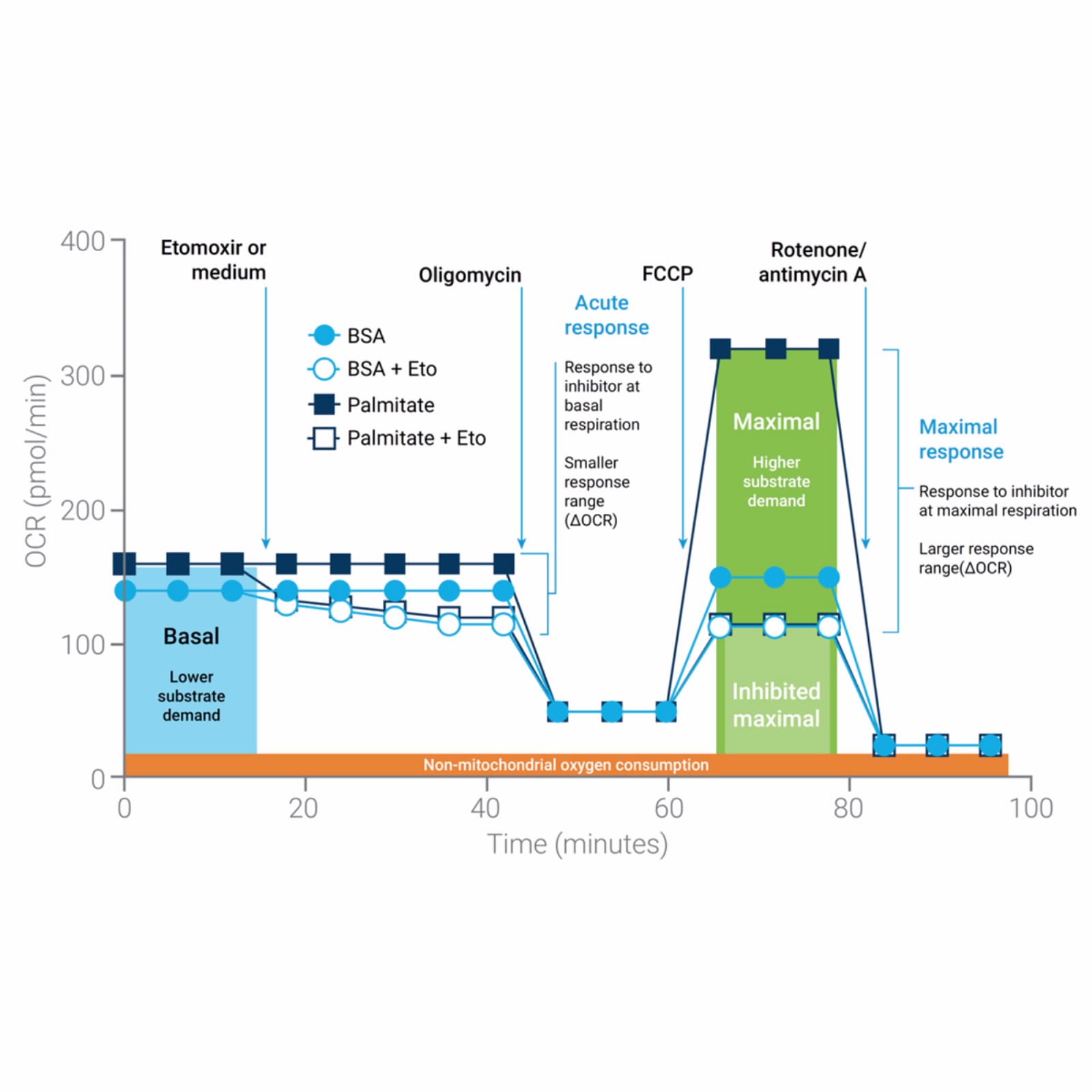 Oxidant Activity Drug Testing In